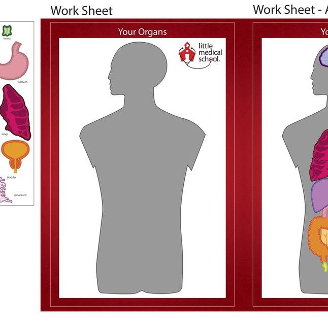 Organ Sticker Set – Little Medical School – Calgary